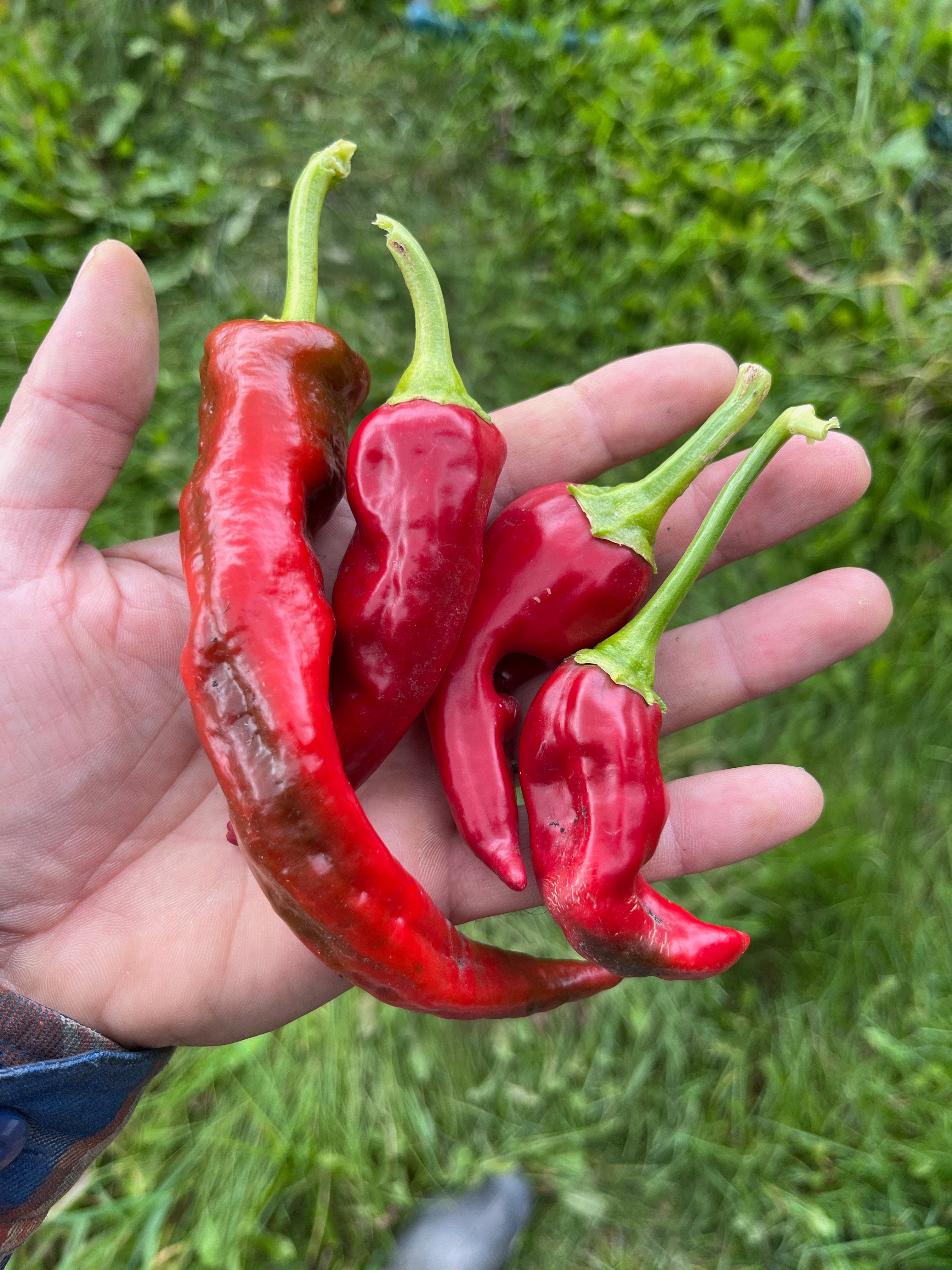 Chimayo Hot Pepper Tiny Monster Garden
