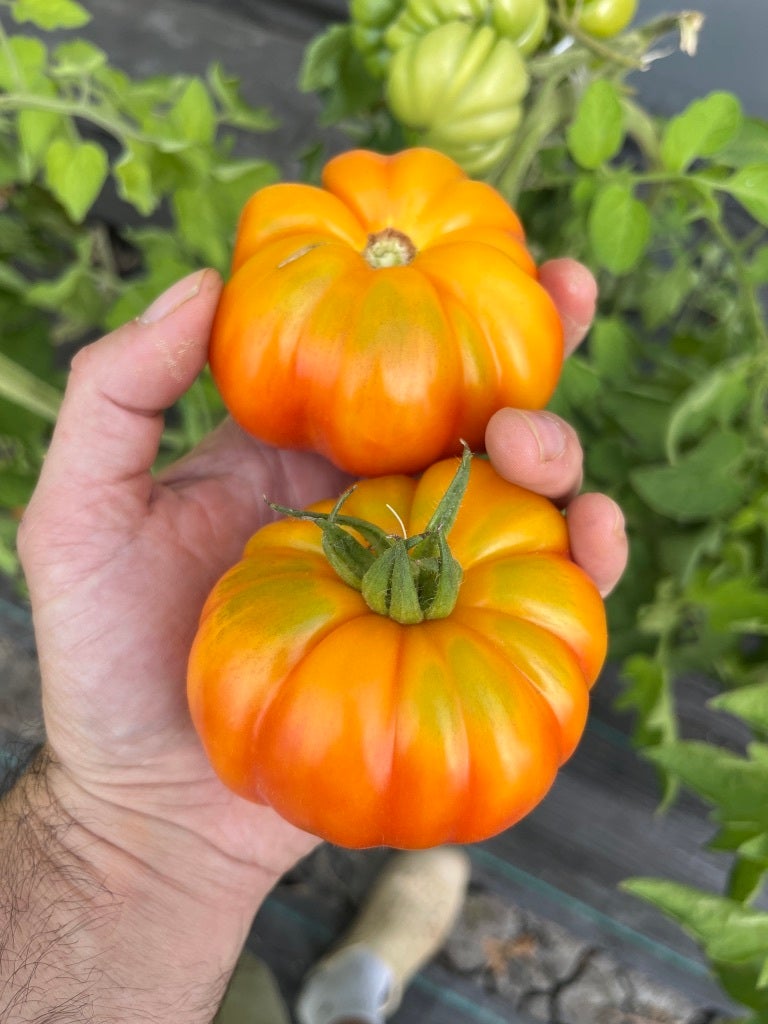 Marvel Stripe Tomato | Tiny Monster Garden
