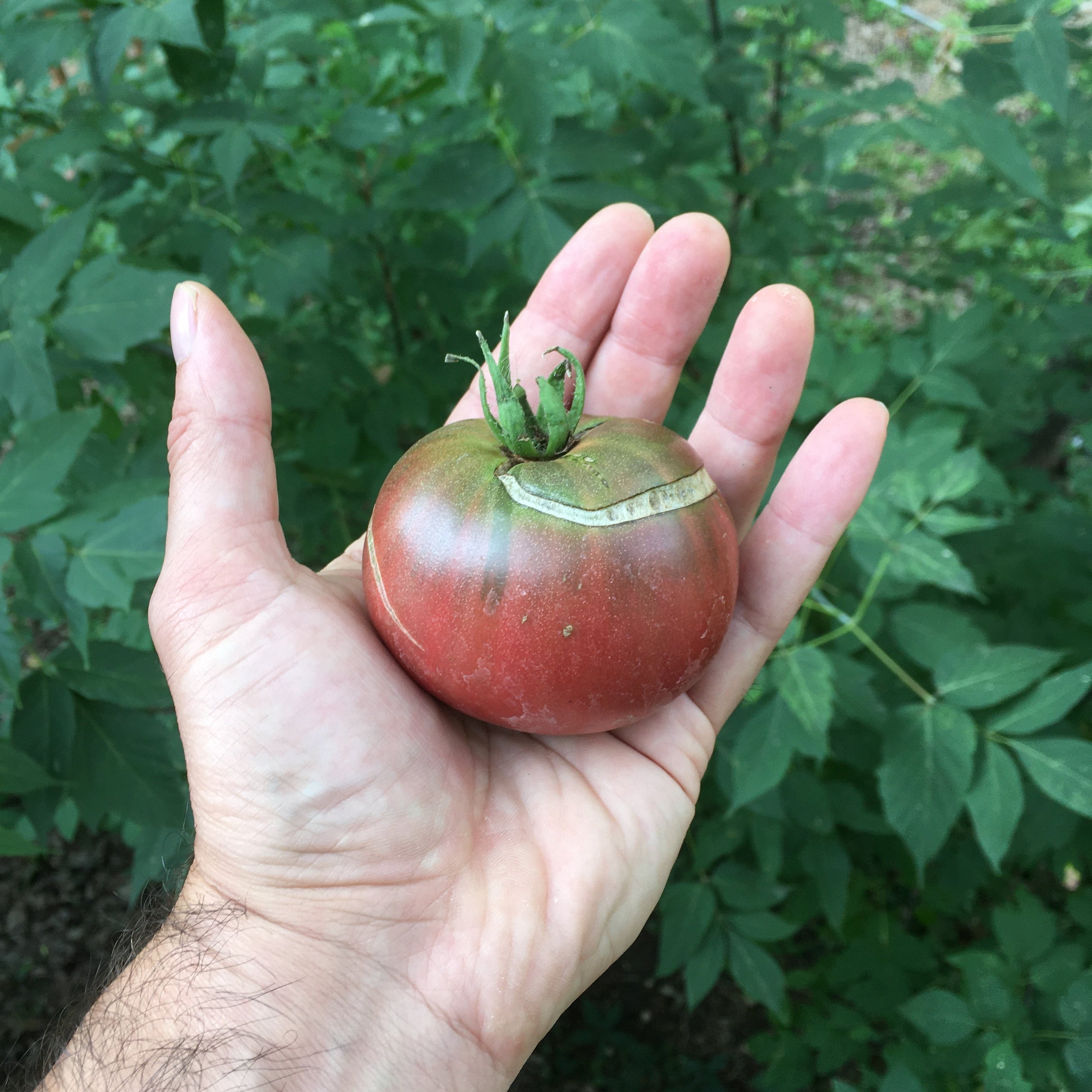 Black Rider Tomato | Tiny Monster Garden